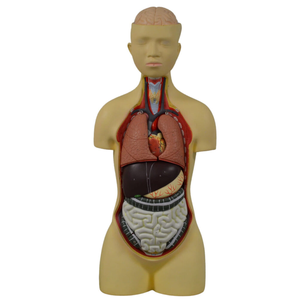 De Intrigerende Anatomie van het Bovenlichaam: Een Diepgaande ...