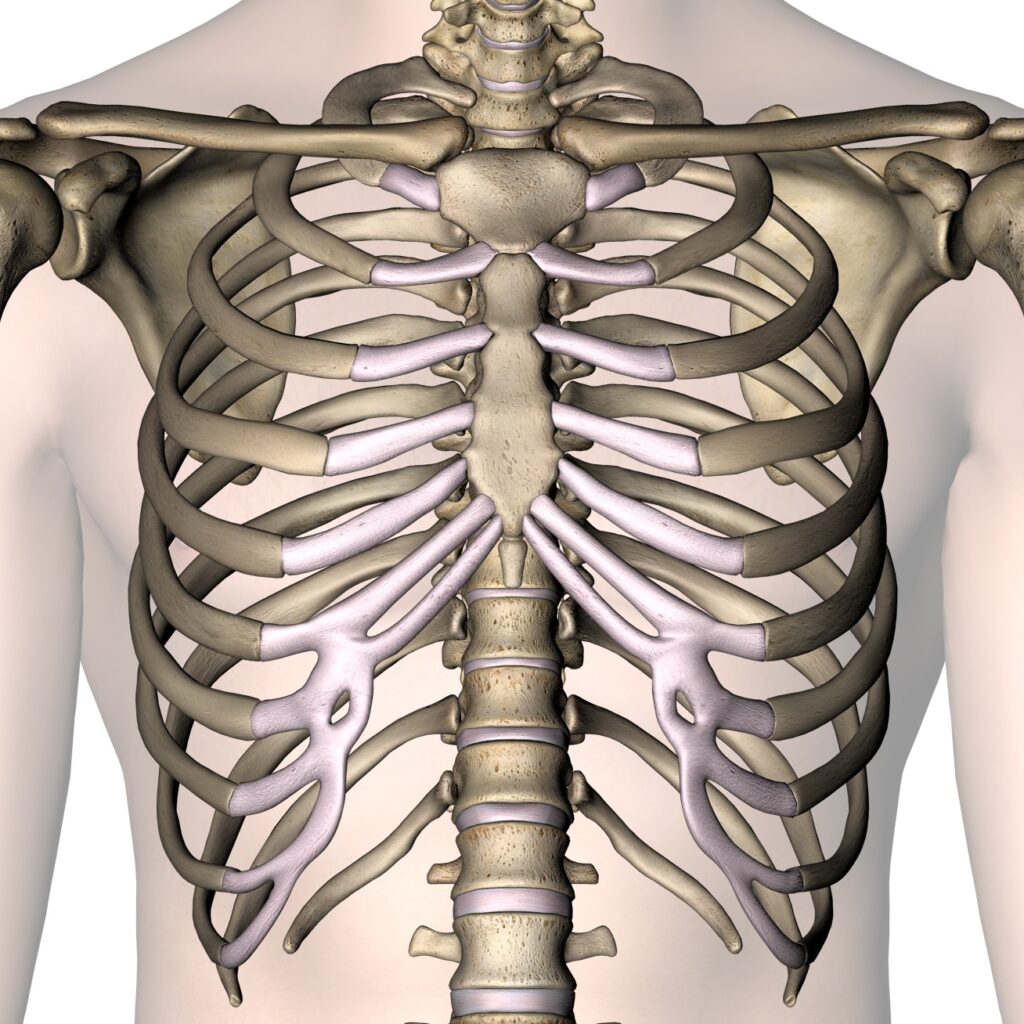 De Essentiële Gids voor de Anatomie van de Ribben - menselijk-skelet.be