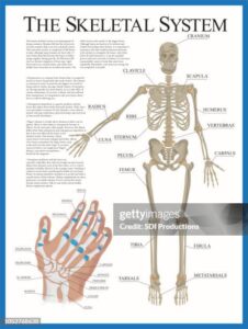 De Anatomie van het Scheenbeen: Structuur en Functie van een Belangrijk ...