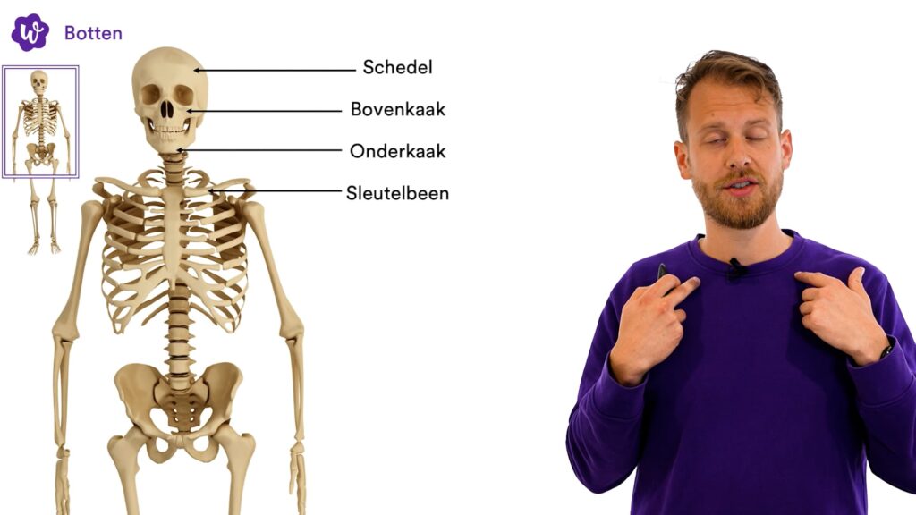 Ontdek de Intrigerende Anatomie van Botten - menselijk-skelet.be
